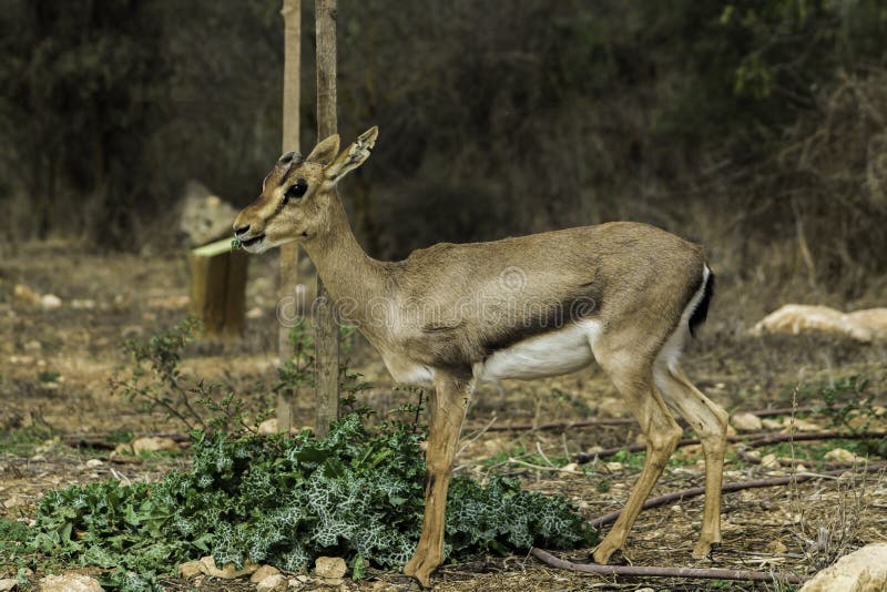 Gazelle Eating stock image. Image of habitat, brown, endangered - 21977151
