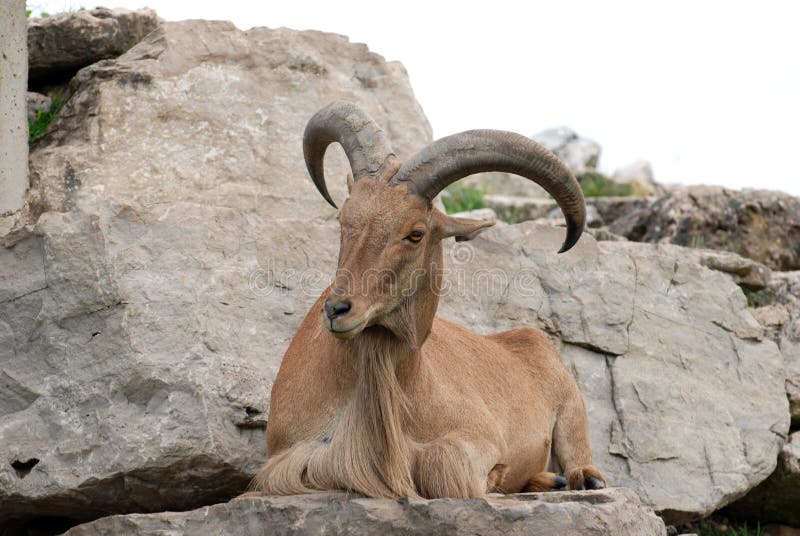 Mountain goat stock photo. Image of wildlife, goat, horn - 10865338