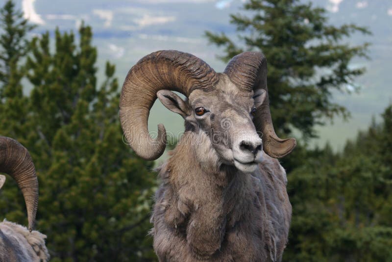 Mountain Goat stock image. Image of goat, canada, trees - 1271287