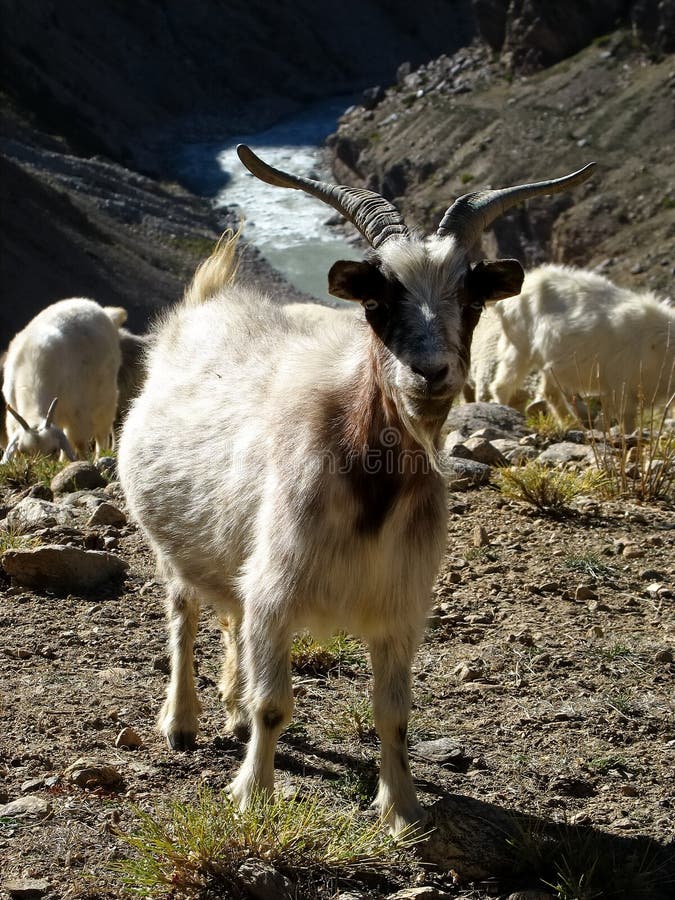 Himalayan goat stock photo. Image of goat, mountain, animal - 11044962