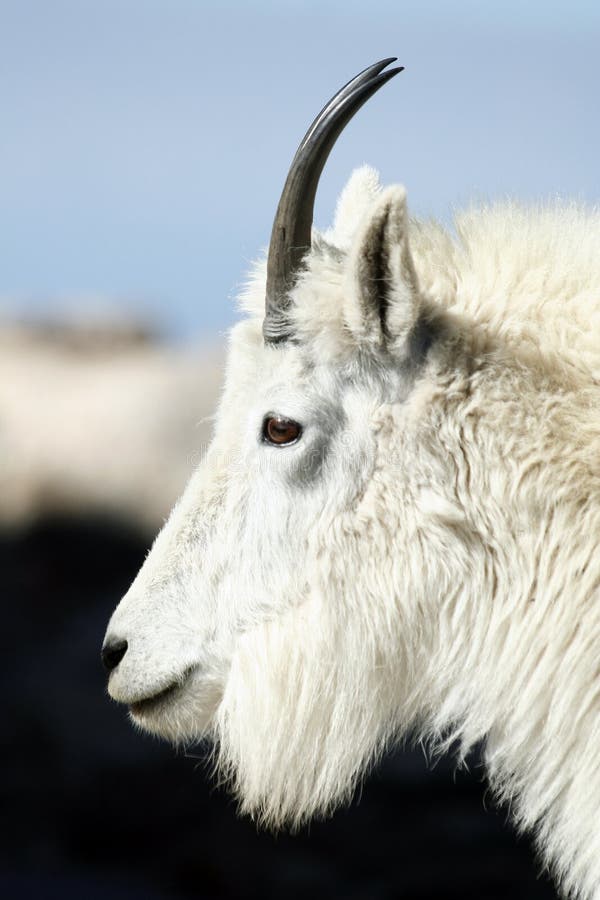 Mountain Goat stock photo. Image of head, nature, rockies - 17972644