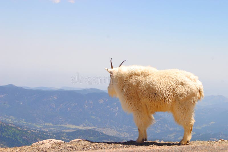 Charging Mountain Goat stock image. Image of mountains - 1188479