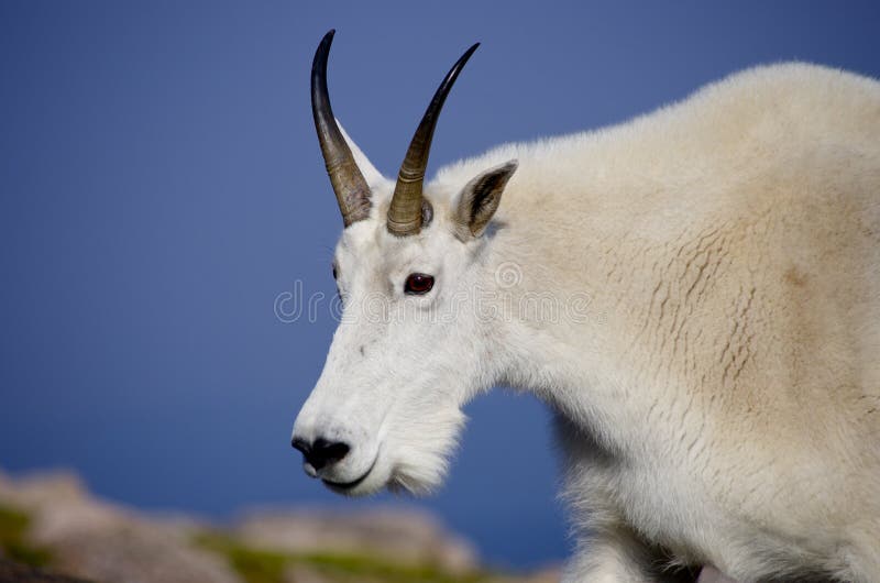 Mountain Goat with One Horn Stock Photo - Image of horned, beard: 43721360