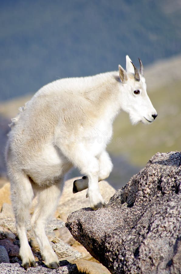 Wild Mountain Goat on Top of Mount Evans in Colorado Stock Photo ...