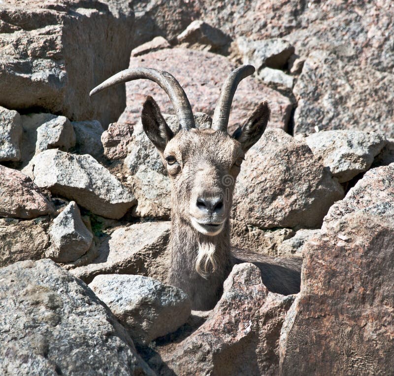 Mature Male Mountain Goat Stock Photos - Free & Royalty-Free Stock ...