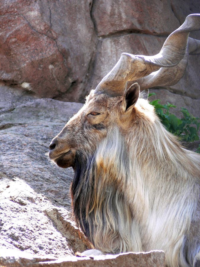 Mountain Goat Picture. Image: 16729801