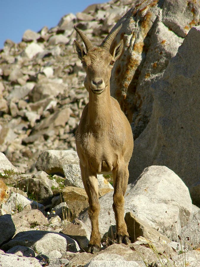 Mountain goat stock image. Image of horns, travels, smile - 4590535