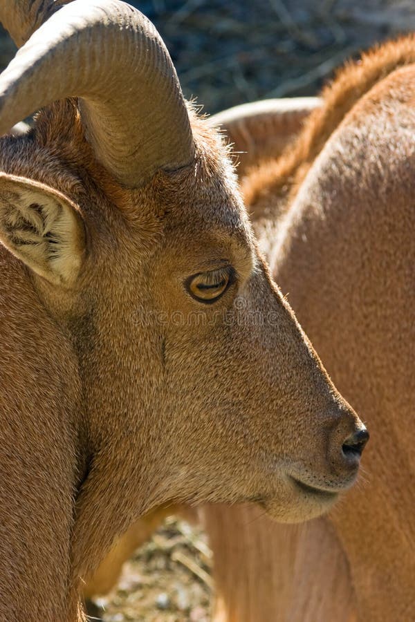 Mountain Goat stock photo. Image of mountain, animal, head - 4819806