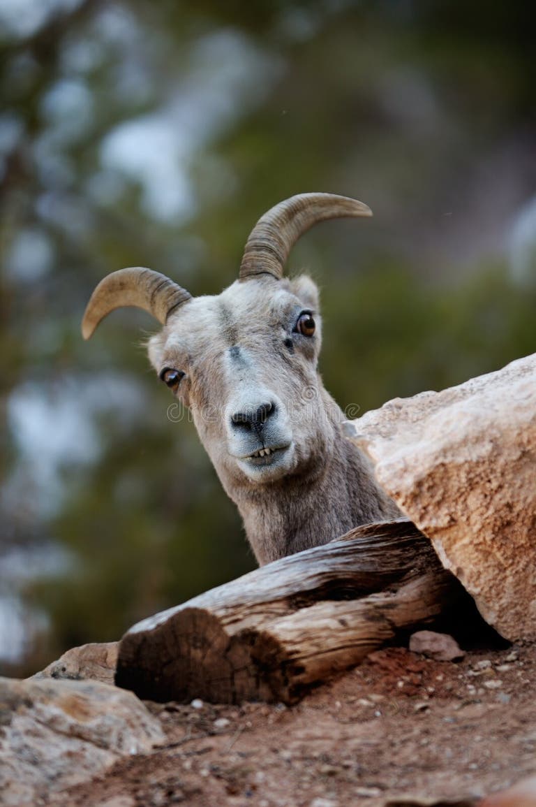 Arizona Mountain Goat Stock Photos - Free & Royalty-Free Stock Photos ...