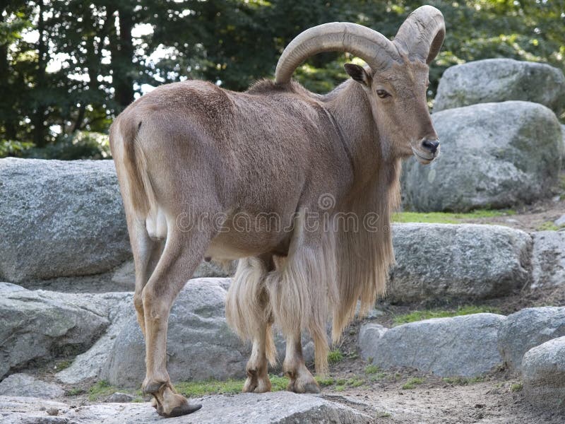 Mountain Goat stock image. Image of mountain, strong, large - 5955255