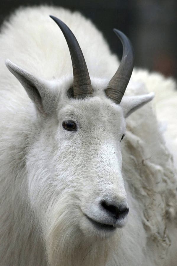 Mountain goat stock image. Image of north, wilderness - 7653587