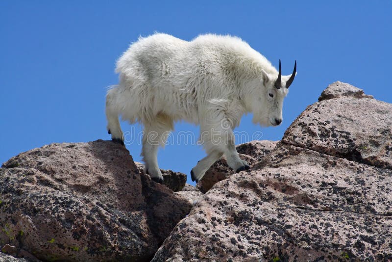 Mountain Goat Against a Clear Blue Sky Stock Image - Image of american ...