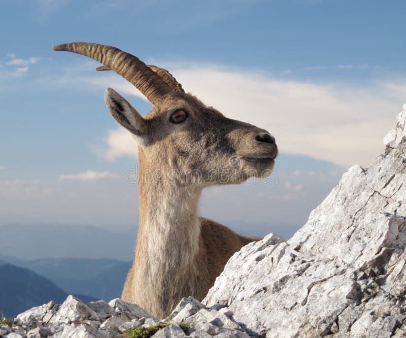 Mountain Goat - Alpine Ibex Stock Image - Image of animal, julian: 20417361