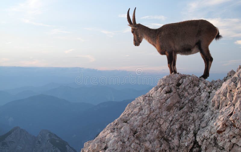 Mountain Goat - Alpine Ibex Stock Image - Image of ibex, fauna: 20417389