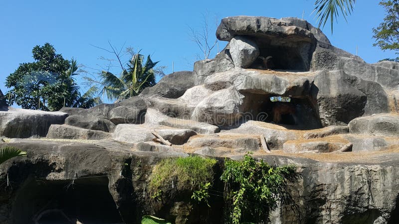 Mountain Goat stock photo. Image of rock, tree, cliff - 287941028