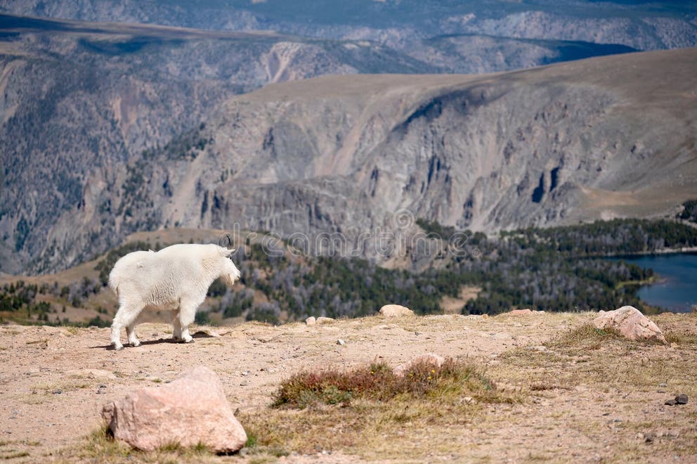 Mountain Goat on the Beartooth Highway Stock Image - Image of single ...