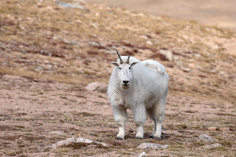 Mountain Goat on the Beartooth Highway Stock Photo - Image of animals ...