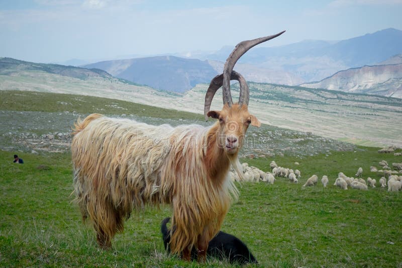 Mountain Goat with Big Horns in the Mountains of Dagestan Stock Photo ...