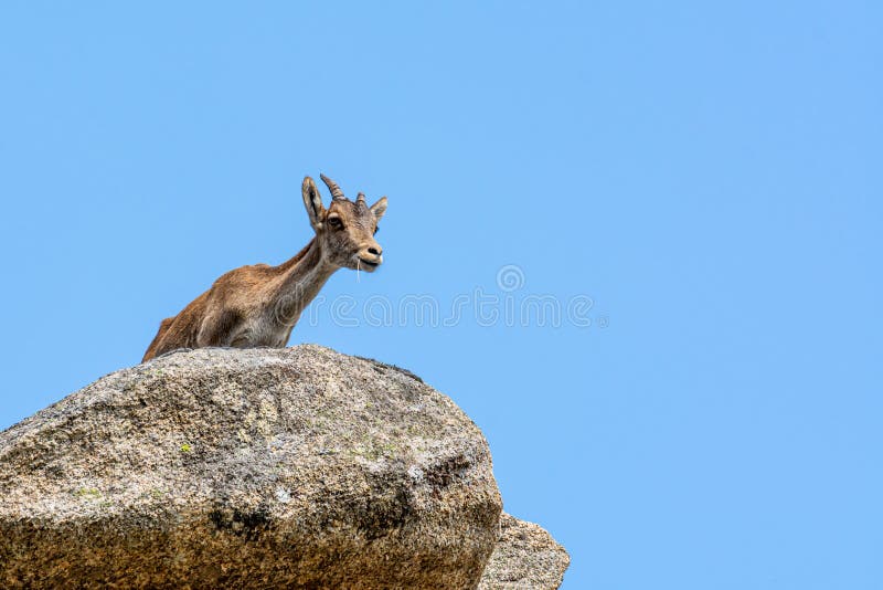 Mountain Goat on a Big Rock Looking Forward with a Blue Sky Stock Photo ...