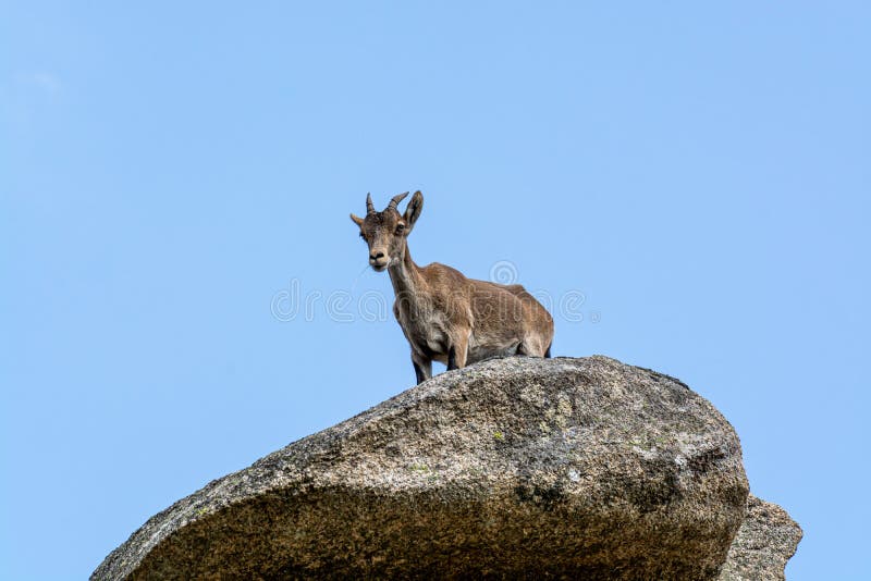 Mountain Goat on a Big Rock Looking Forward with a Blue Sky Stock Photo ...