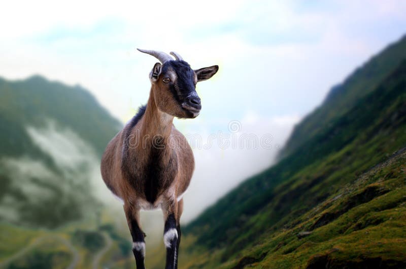 Mountain goat stock image. Image of outside, animal, people - 30218195
