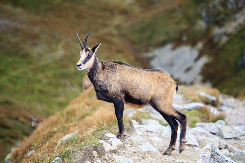 Mountain goat, Chamois stock image. Image of europe, nature - 47731713