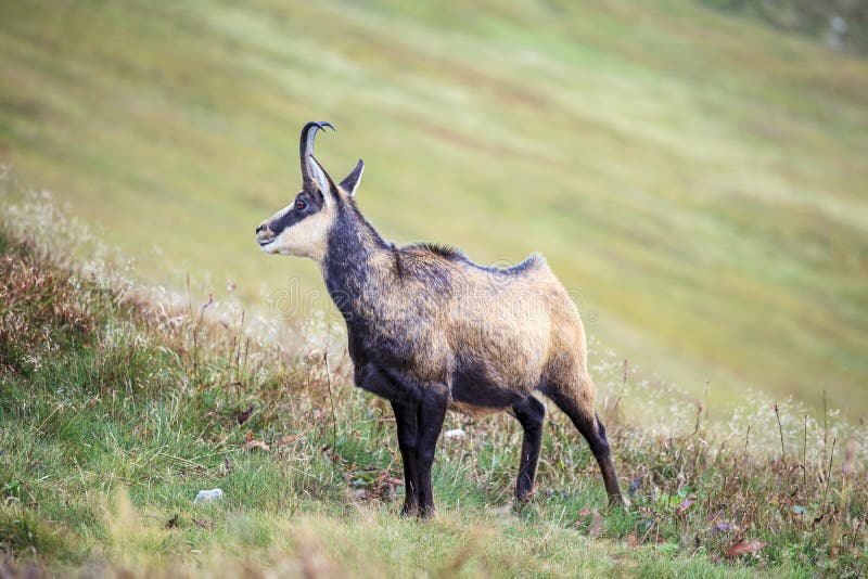 Mountain goat, Chamois stock image. Image of europe, nature - 47731713