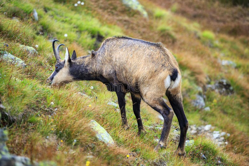 Mountain goat, Chamois stock image. Image of europe, nature - 47731713