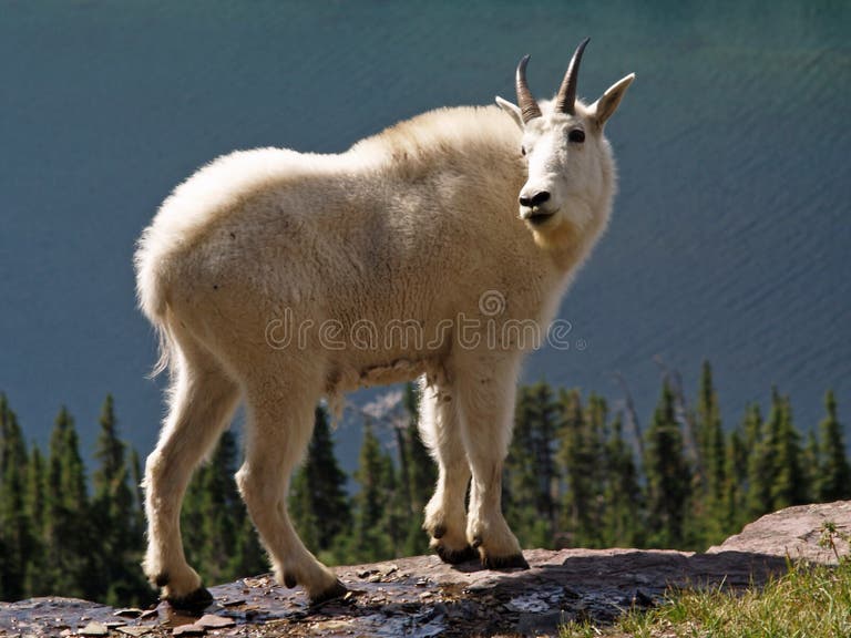 Mountain Goat Checking His Backtrail Stock Photo - Image of montana ...