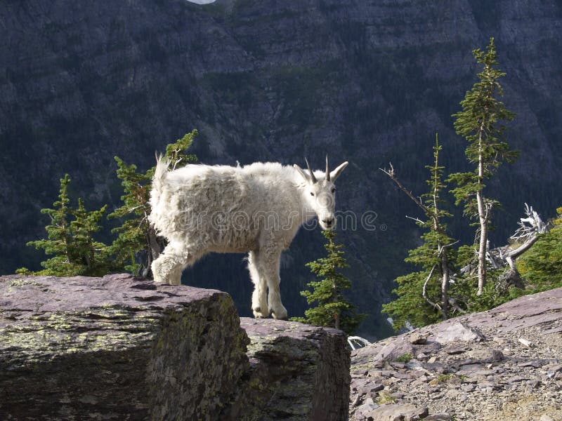 Mountain Goat Picture. Image: 16729801