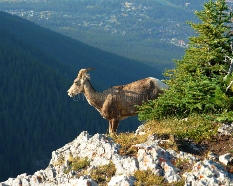 Mountain goat on cliff stock image. Image of landscape - 4957751