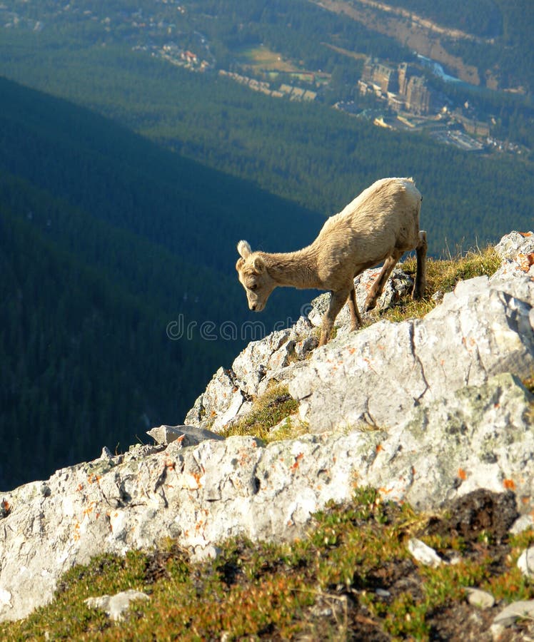 Mountain goat on cliff stock photo. Image of natural, cliff - 4957800