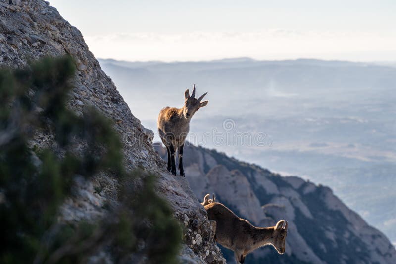 Mountain Goat on a Cliff, Looking at the Camera Stock Image - Image of ...