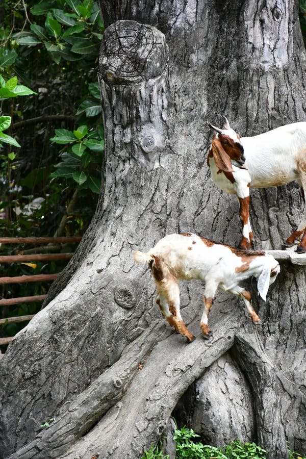 Mountain Goat Climbing at Tree Stock Photo - Image of goat, tree: 293275310