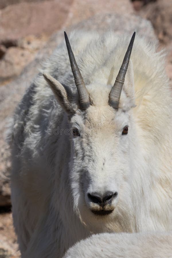 Mountain Goat Close Up stock photo. Image of evans, mountain - 99234882
