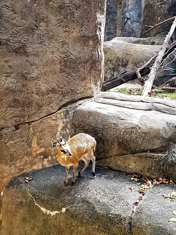 Mountain Goat in Dallas Zoo Editorial Stock Photo - Image of dallas ...
