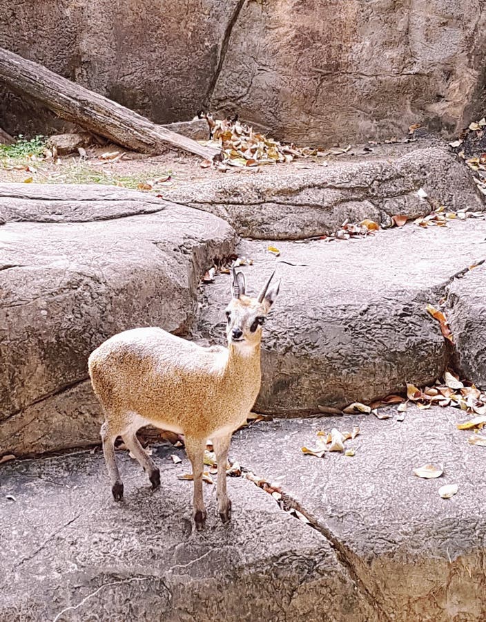 Goat in Enclosure on Village Farm Stock Image - Image of fence, animal ...
