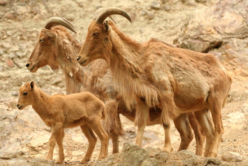 Mountain Goat Family Picture. Image: 5687765