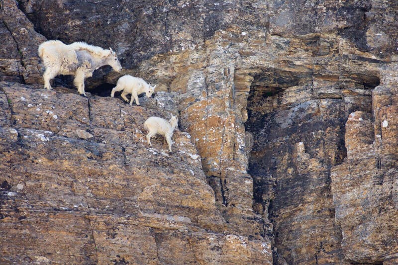 Mountain Goat Family On Cliff, Montana Royalty Free Stock Photo - Image ...