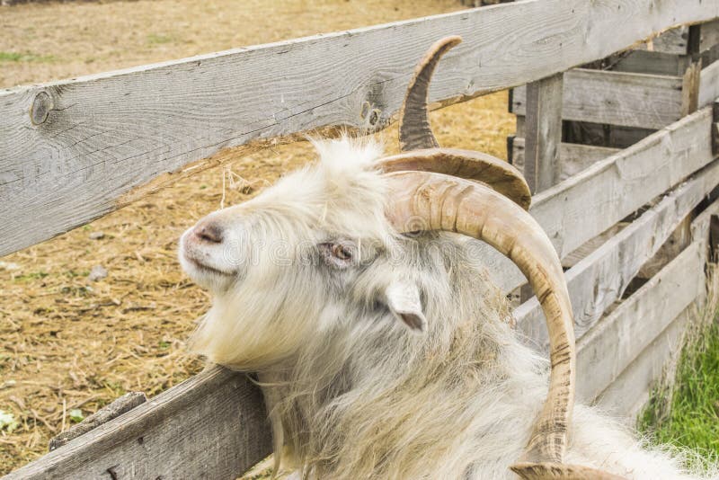 Bighorn Sheep Calendar Stock Photos - Free & Royalty-Free Stock Photos ...