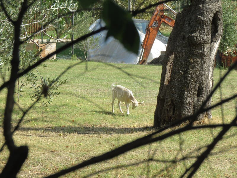 Una Capretta stock photo. Image of mountain, goat, nature - 136244474