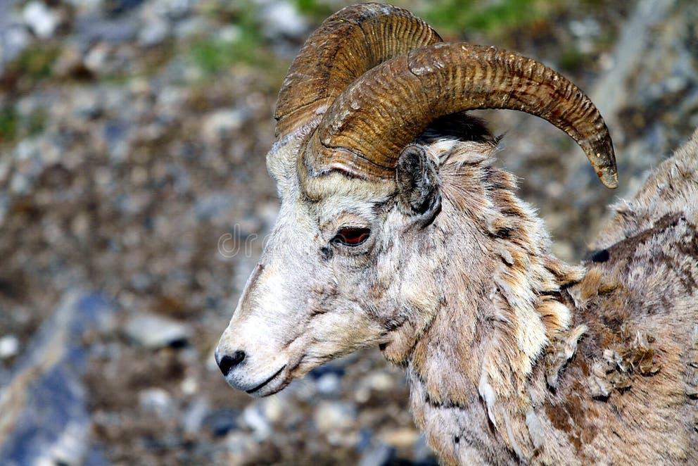 Mountain goat head stock image. Image of kingdom, rockies - 25622603