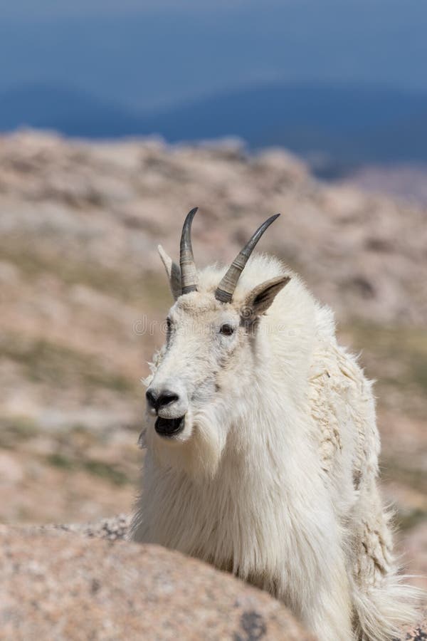 Mountain goat head on stock image. Image of mount, nature - 104340555