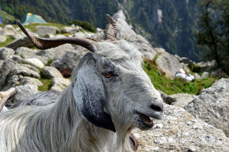 Goat Hearded Stock Photos - Free & Royalty-Free Stock Photos from ...