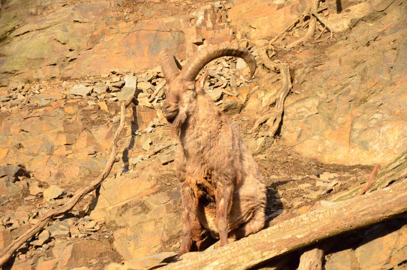 Mountain goat hides stock image. Image of ethiopia, natural - 138657251