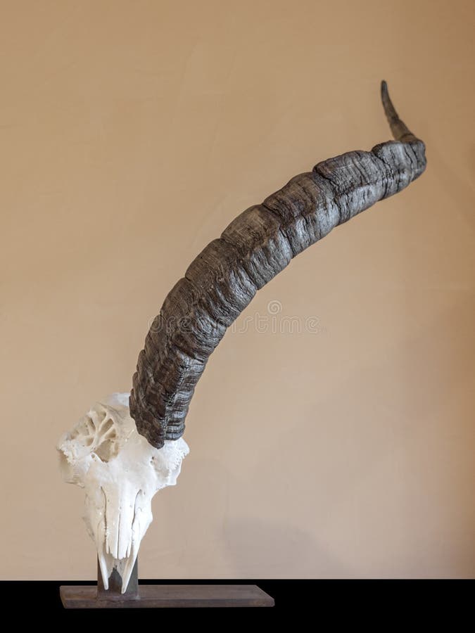 Mountain Goat Horn with Skull Bone Stock Photo - Image of trophy, bone ...