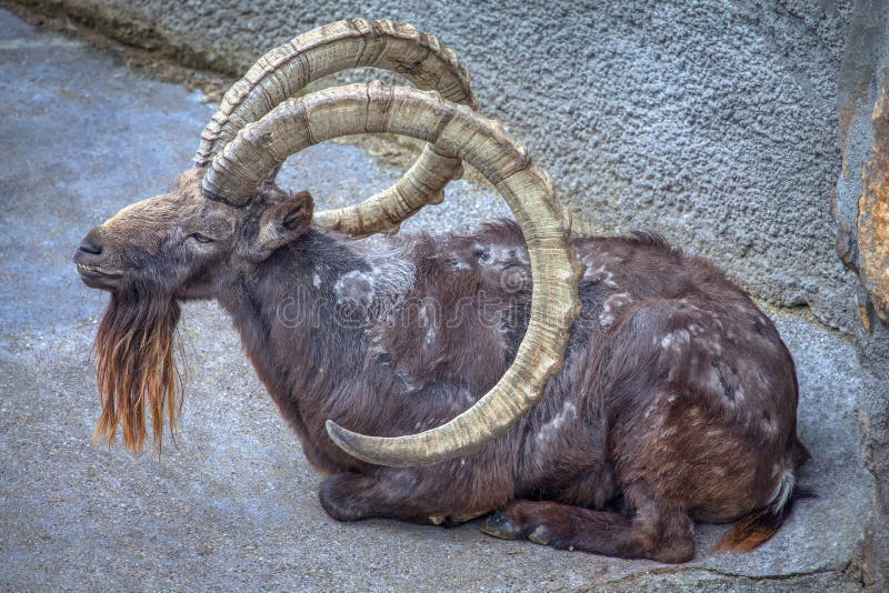 Wild goat with huge horns stock photo. Image of huge - 23801138
