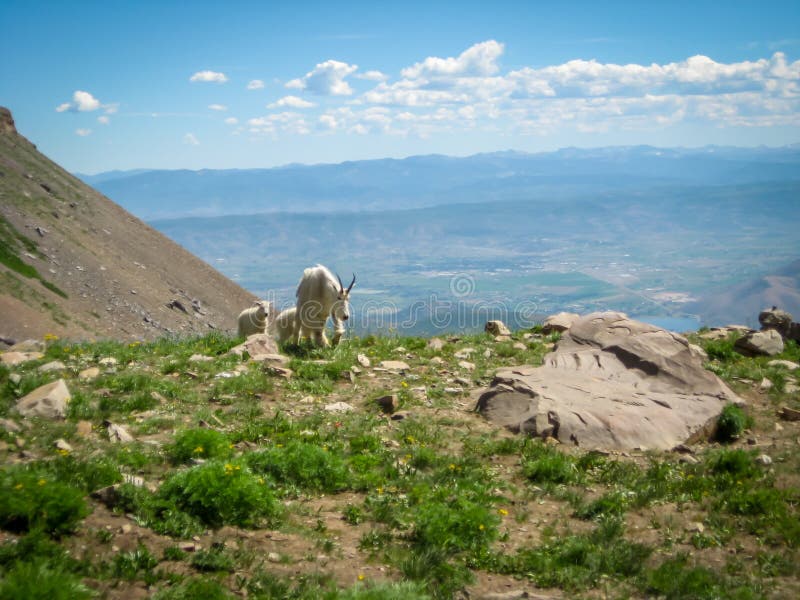 Herd of Three Mountain Goats Stock Image - Image of herd, clouds: 190726691