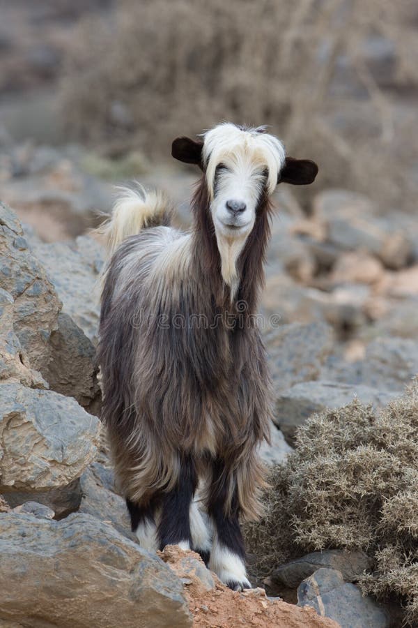 Goat in Oman stock photo. Image of wadi, travel, nizwa - 65945896