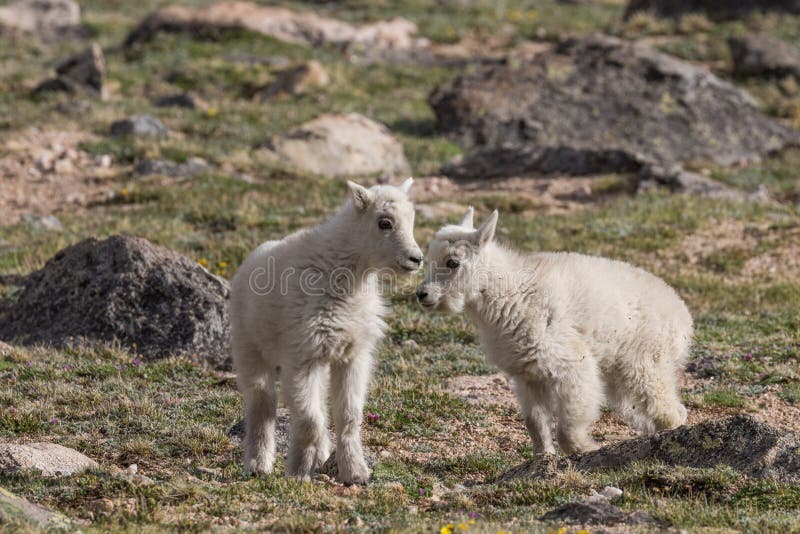 Mountain Goat Kids in the Alpine Stock Photo - Image of wildlife ...